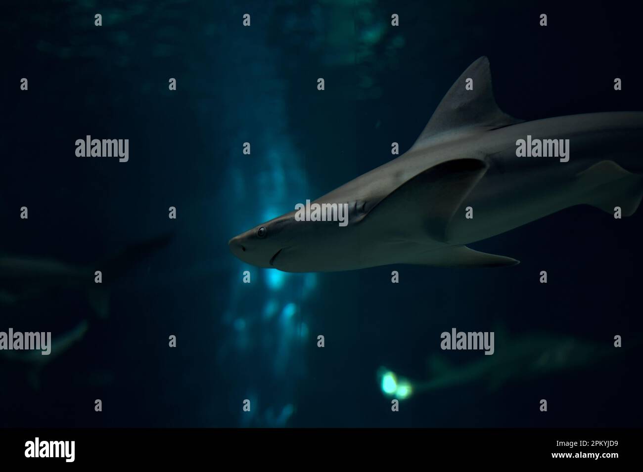 Sharks in the tank of an aquarium Stock Photo - Alamy