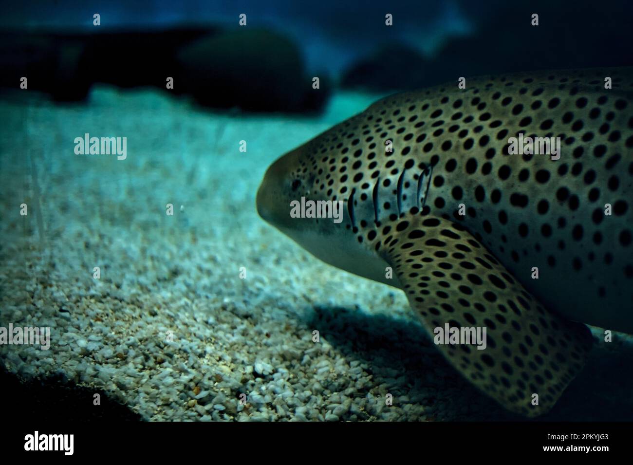 Sharks in the tank of an aquarium Stock Photo - Alamy