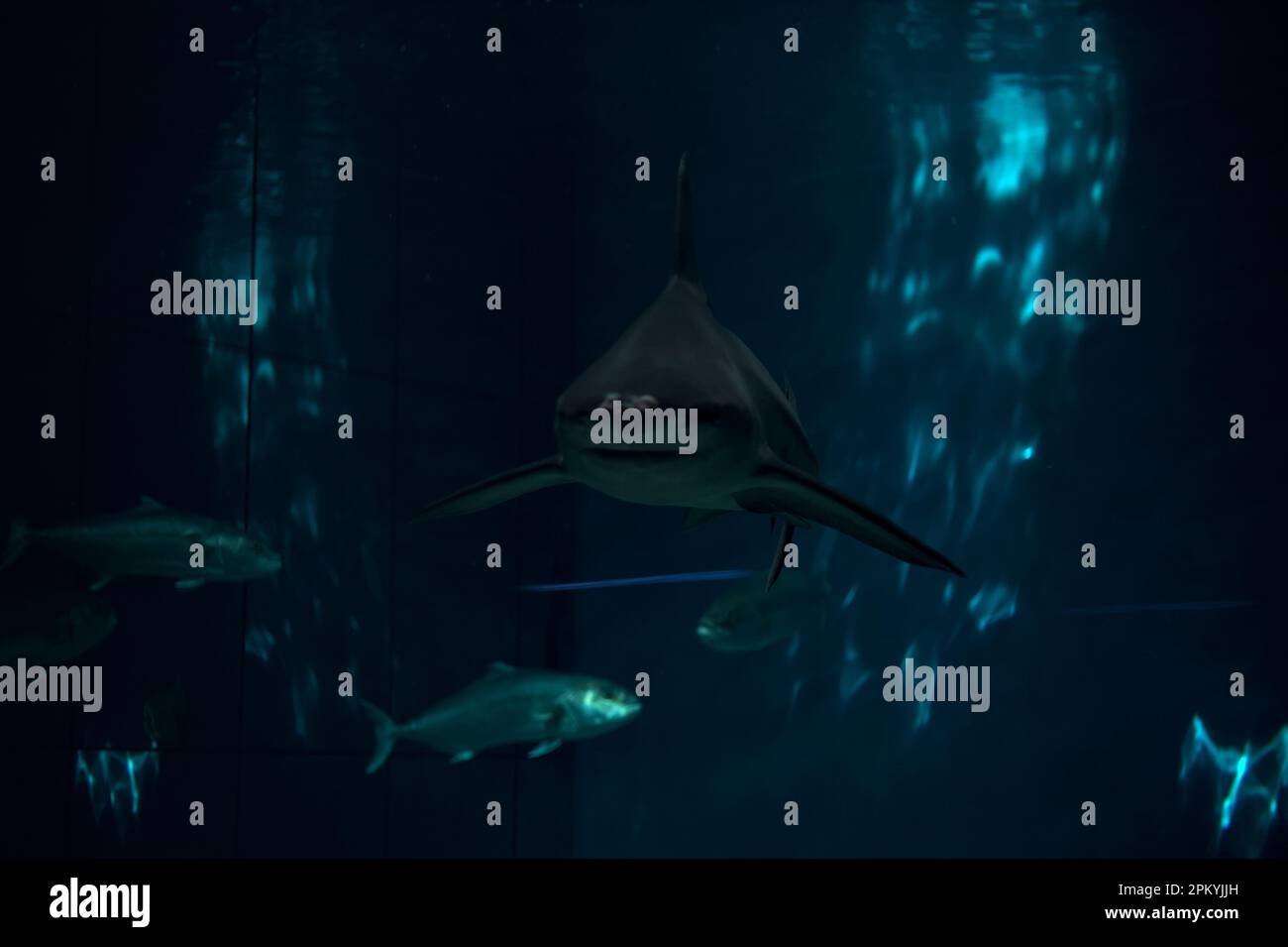 Sharks in the tank of an aquarium Stock Photo - Alamy