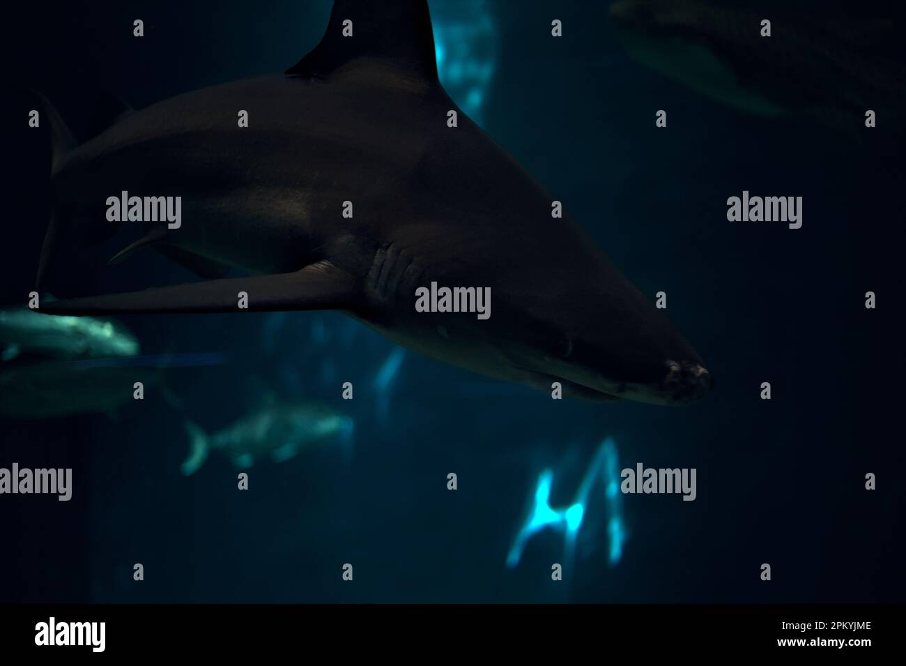 Sharks in the tank of an aquarium Stock Photo - Alamy
