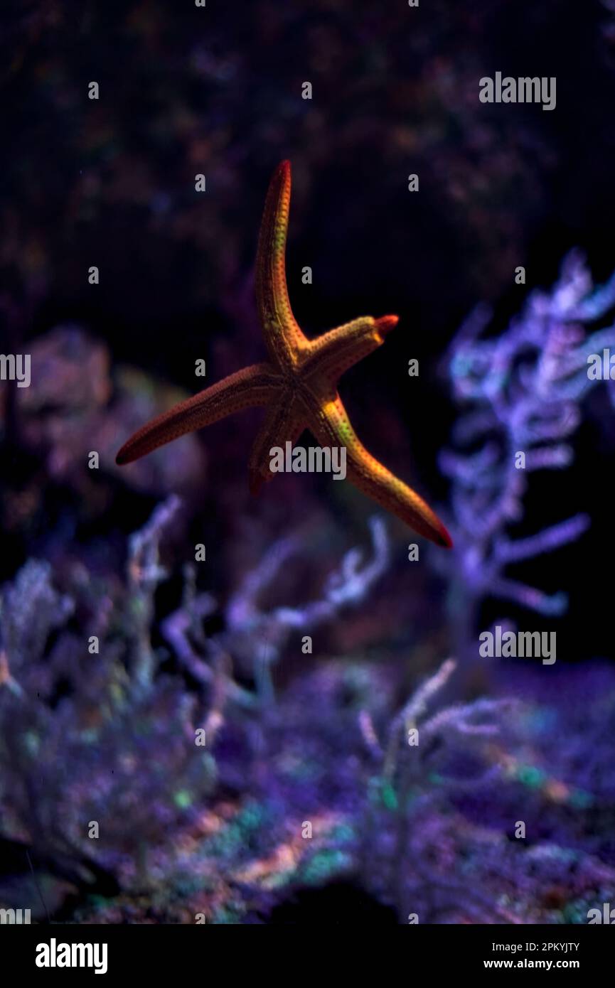 Starfish in the tank of an aquarium seen up close Stock Photo - Alamy