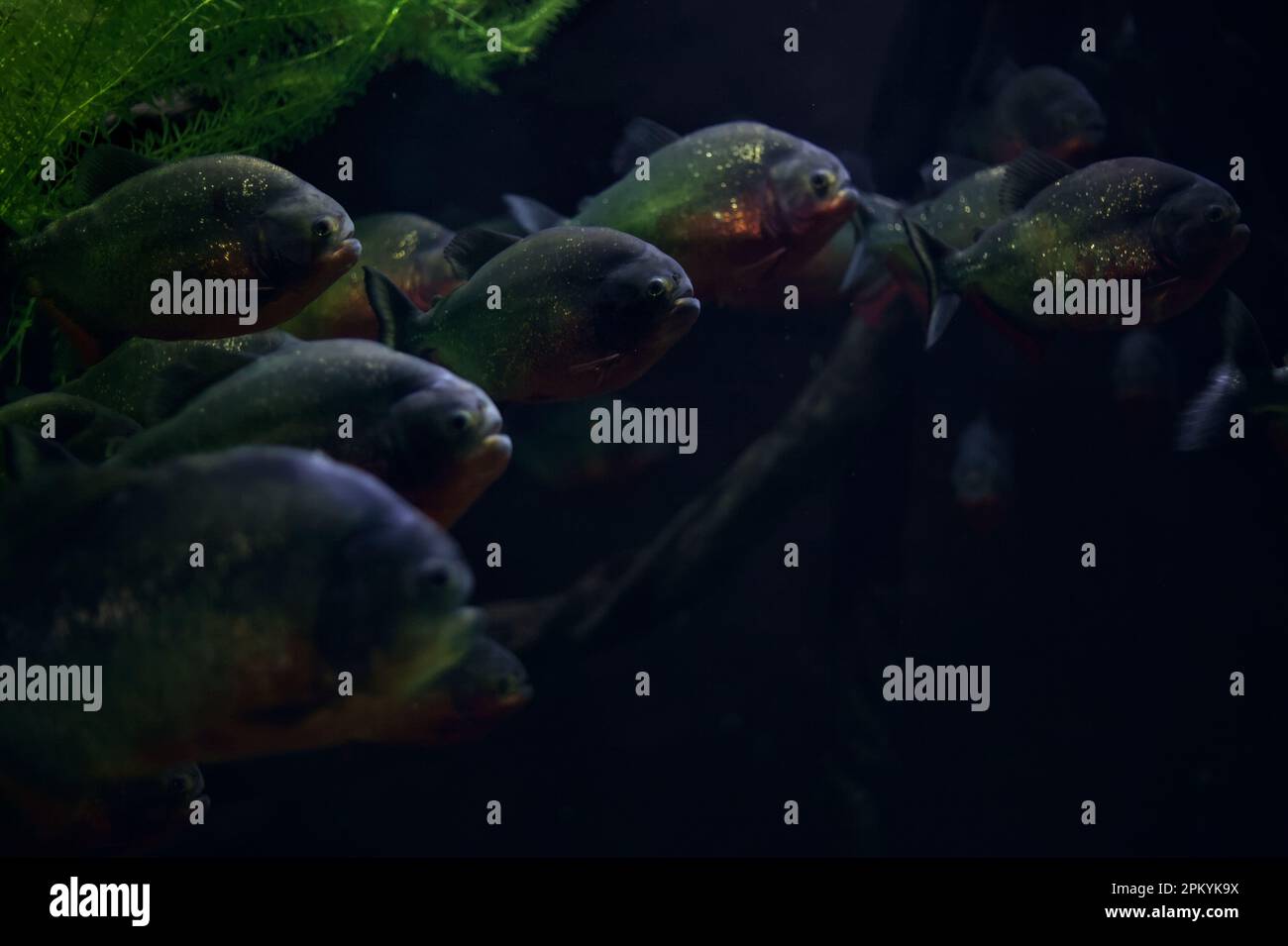 Piranhas and water plants in the tank of an aquarium Stock Photo - Alamy
