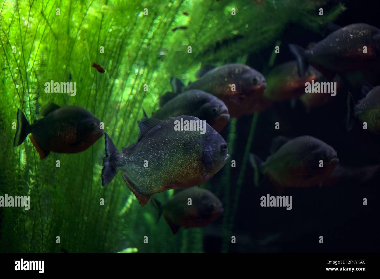 Piranhas and water plants in the tank of an aquarium Stock Photo - Alamy