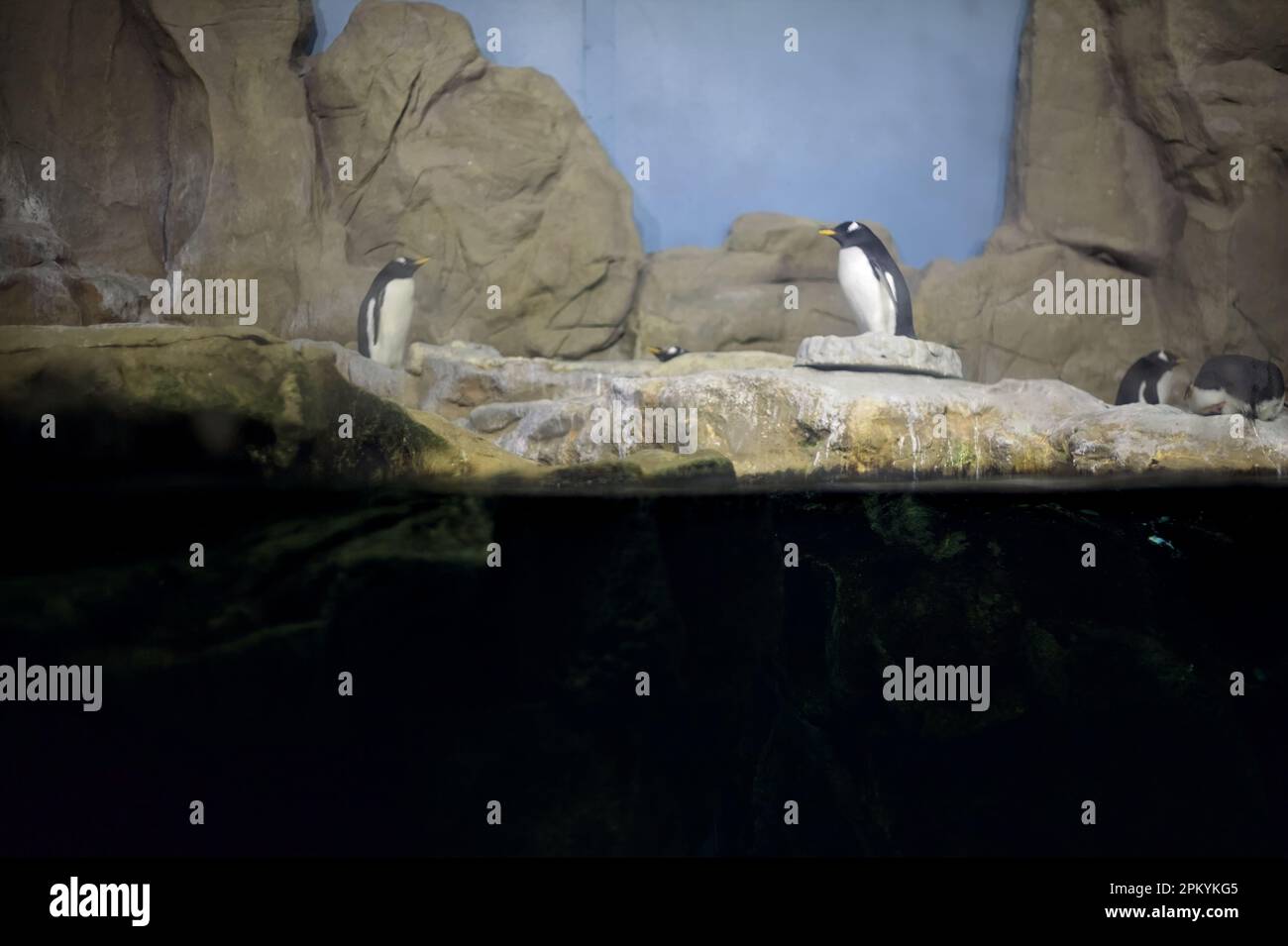 Penguins in a tank of an aquarium Stock Photo - Alamy
