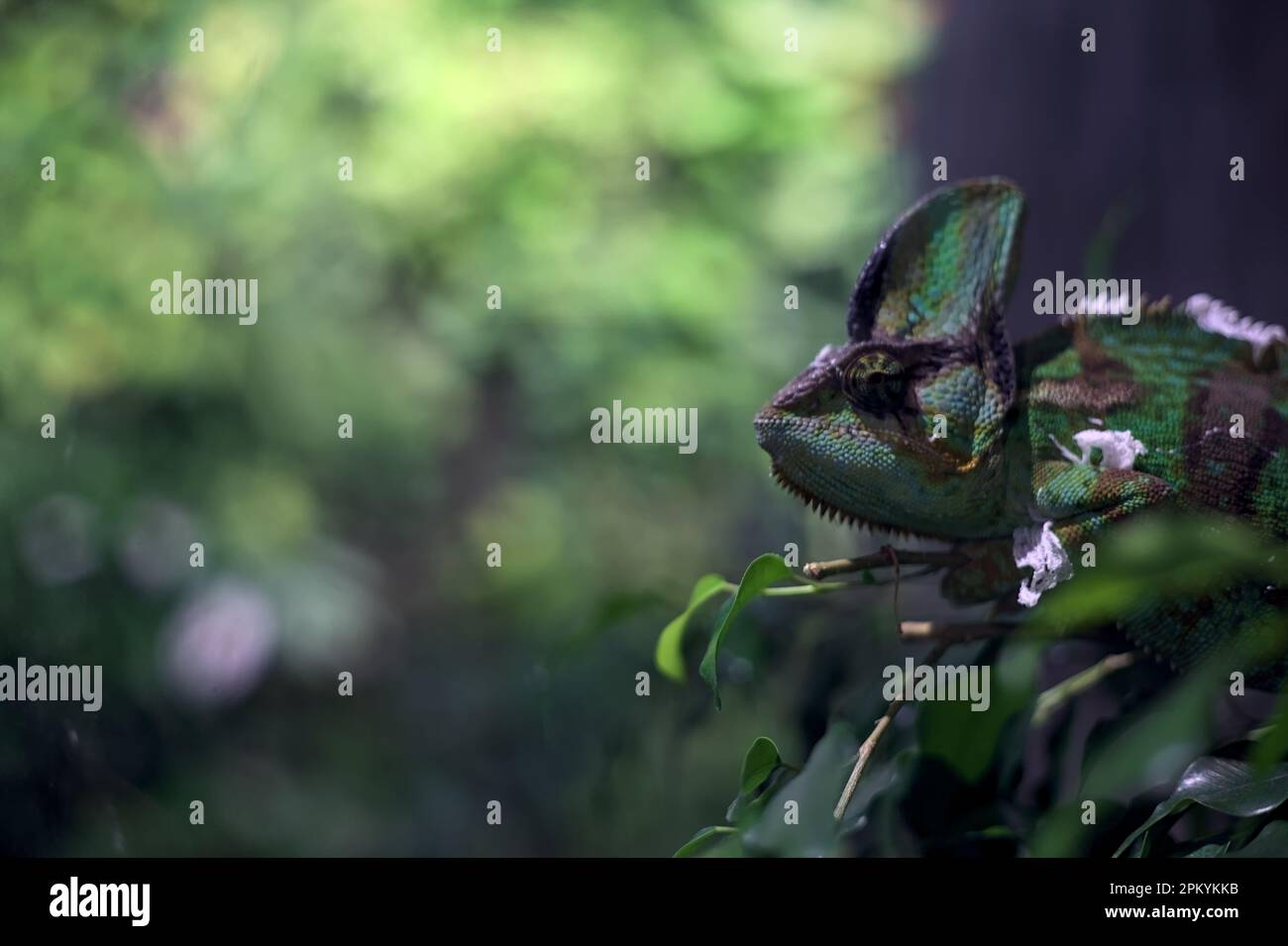Chameleon on a branch in a tank seen up close Stock Photo - Alamy