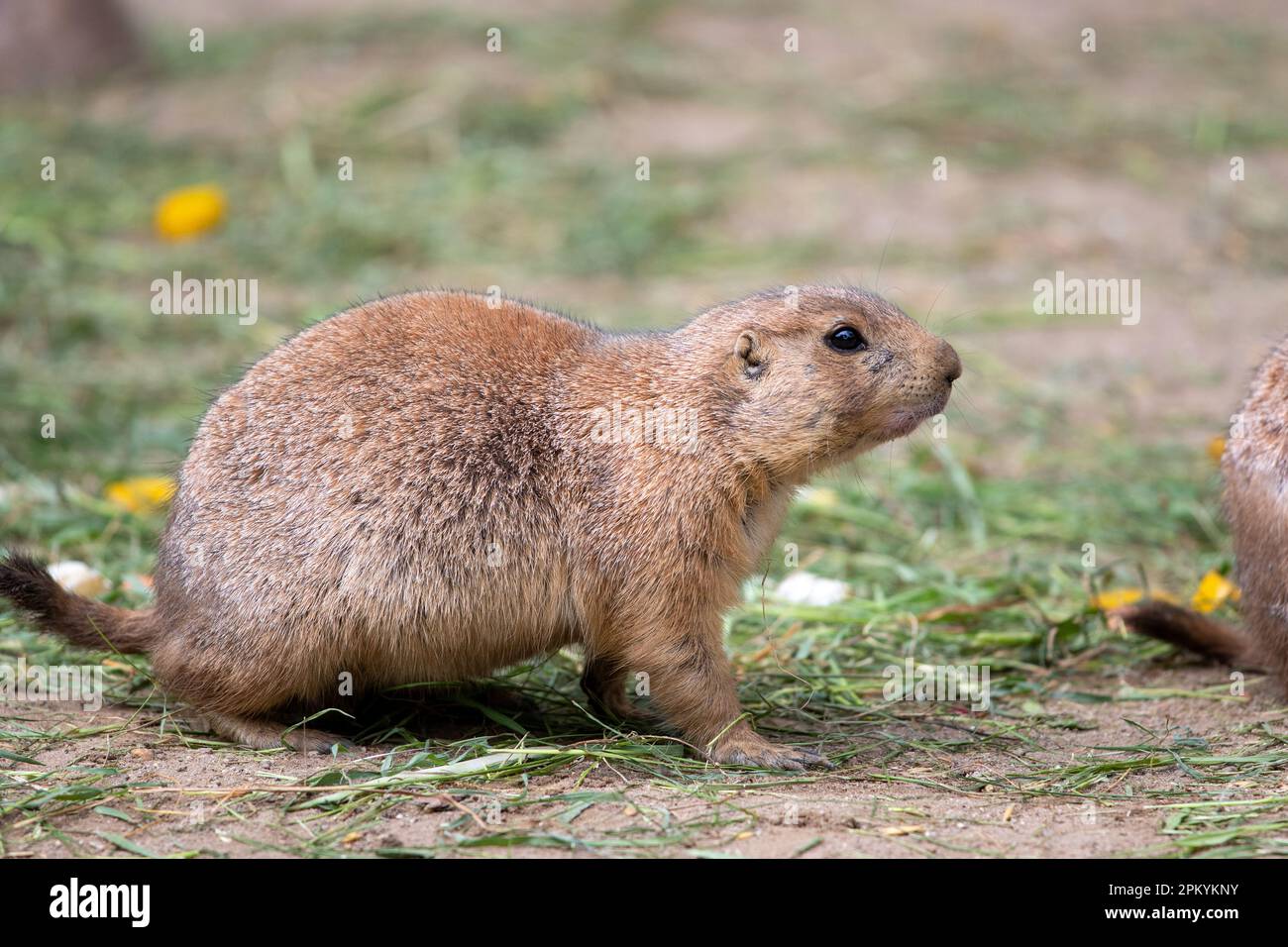 A brown Mexican prairie dog in a lush grassy field Stock Photo - Alamy