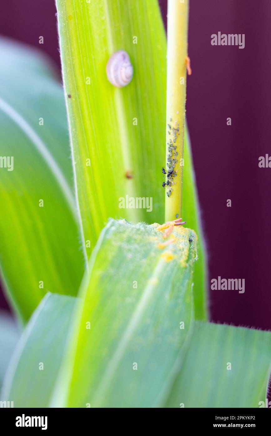 aphids and ants on a corn stalk in the garden. Garden pest control ...