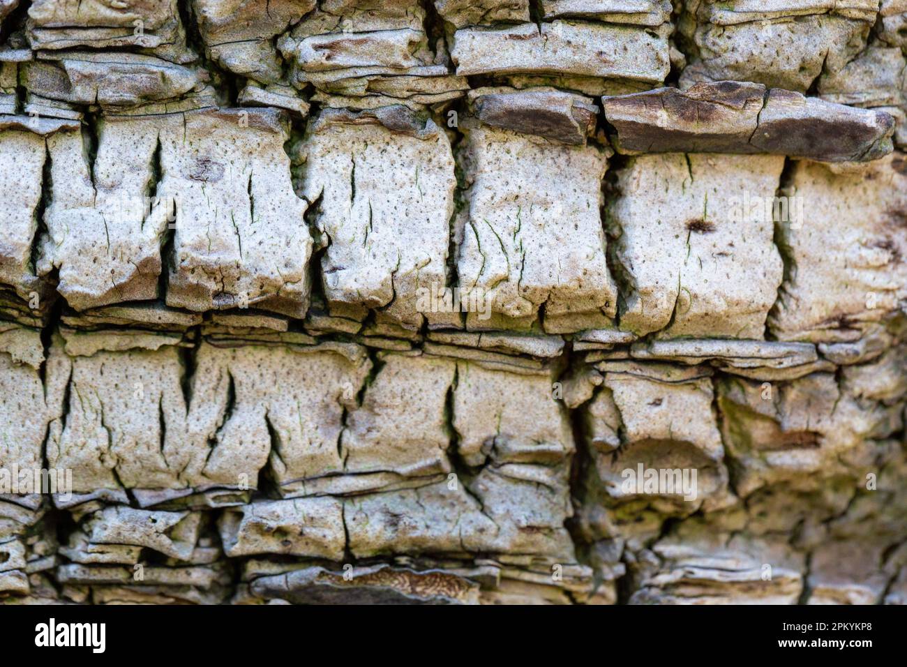Corrugated bark hi-res stock photography and images - Alamy
