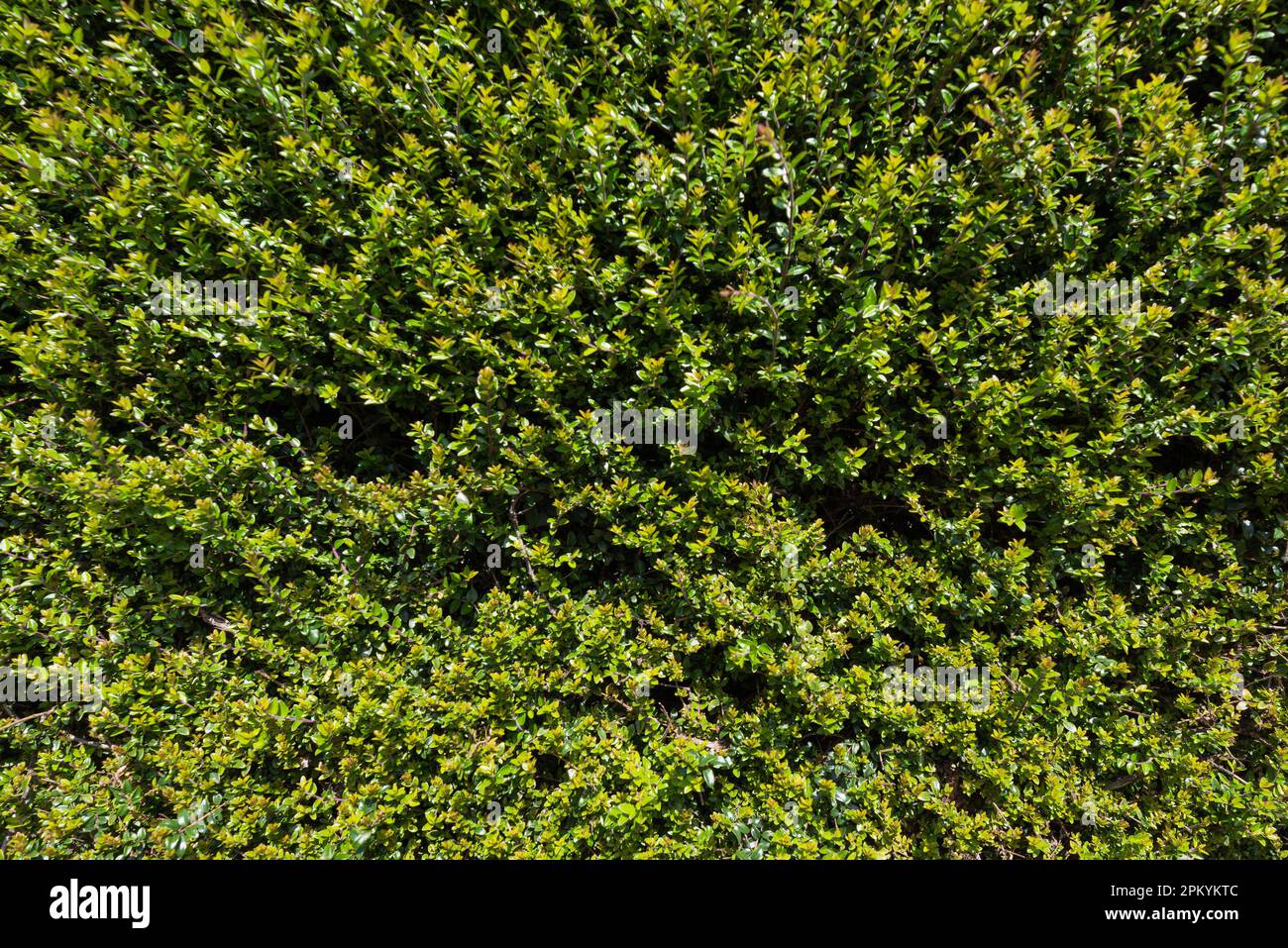 Bright green growing hedges foliage. Spring background. Natural pattern ...
