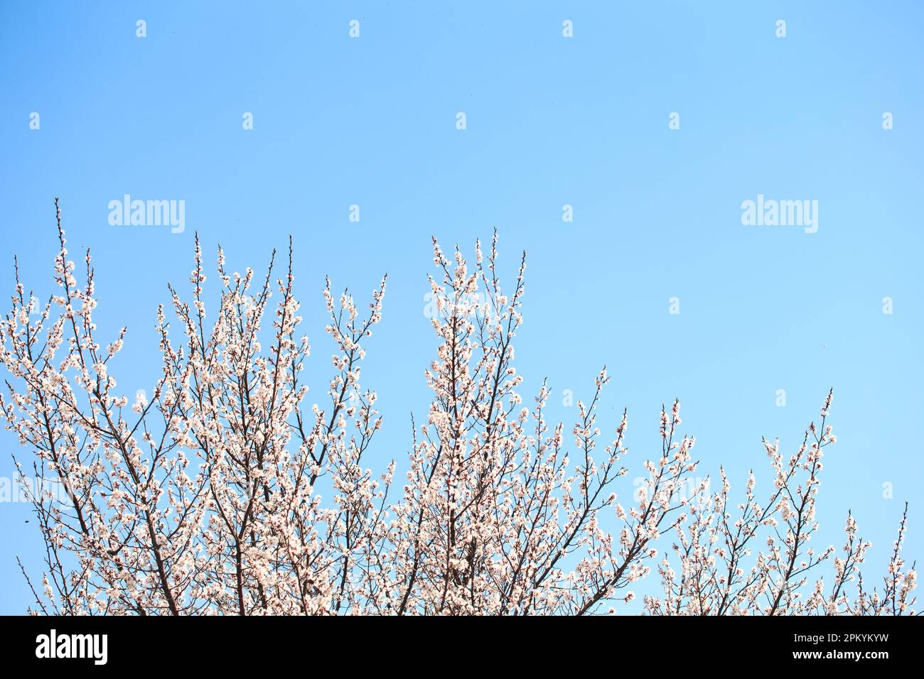 Blossom tree over nature background. spring flowers. spring background ...