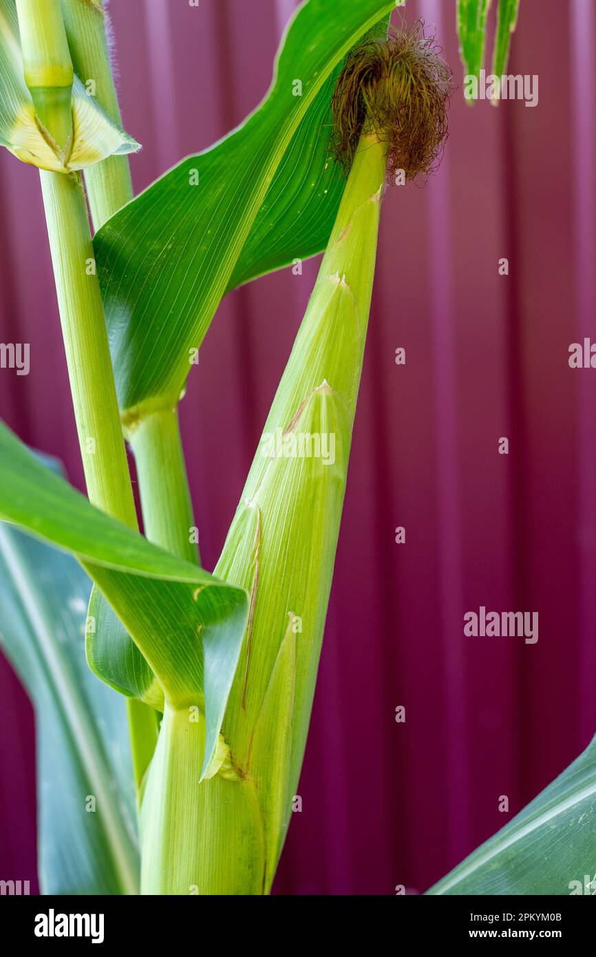 Flowering corn cob hi-res stock photography and images - Alamy