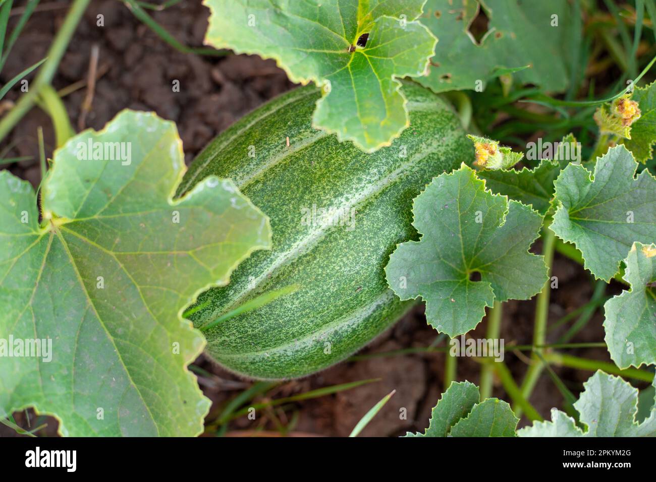 Growing green melon on a bush. Cultivation of gourds Stock Photo - Alamy