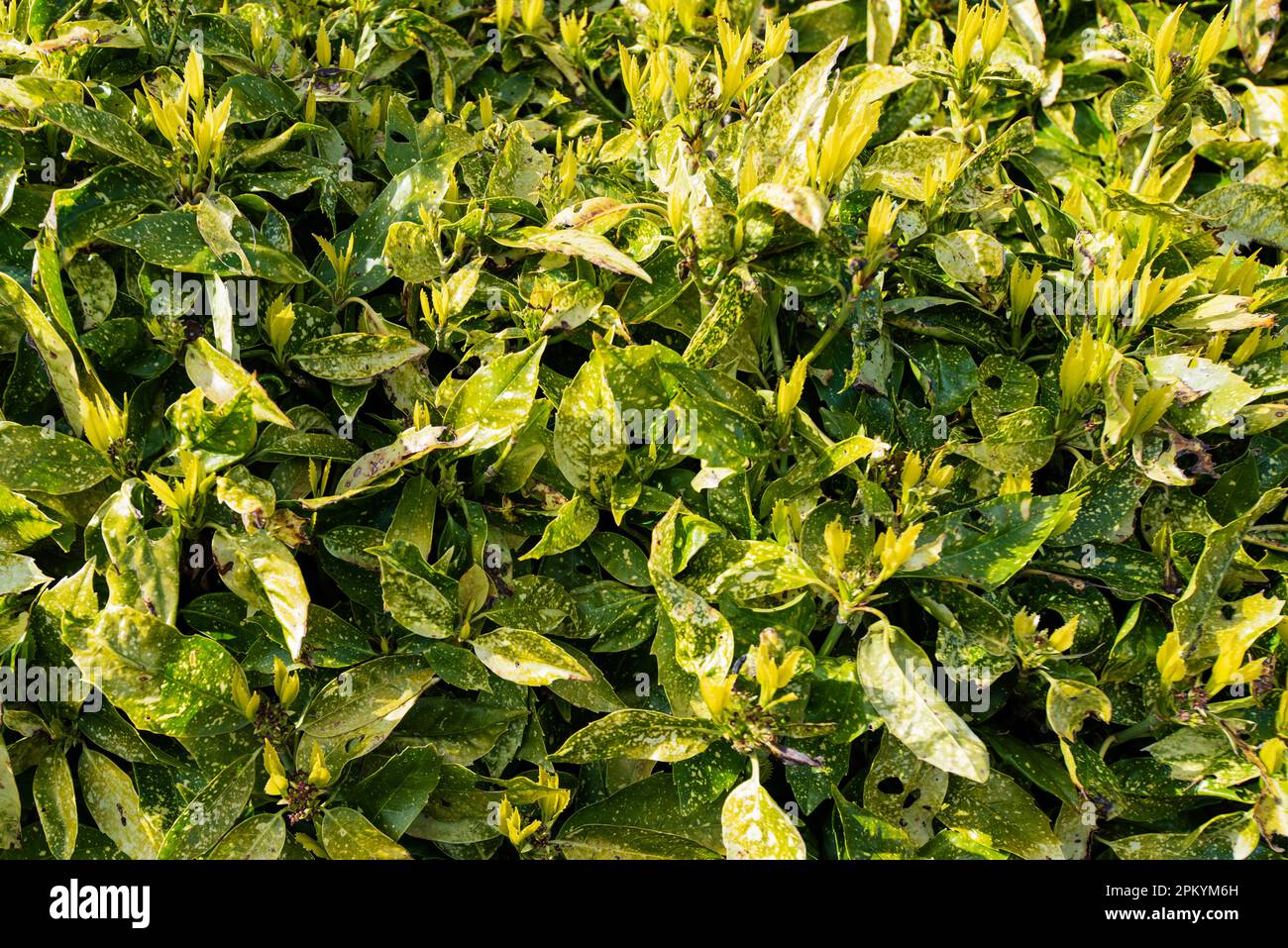 Bright green growing hedges foliage. Spring background. Natural pattern ...