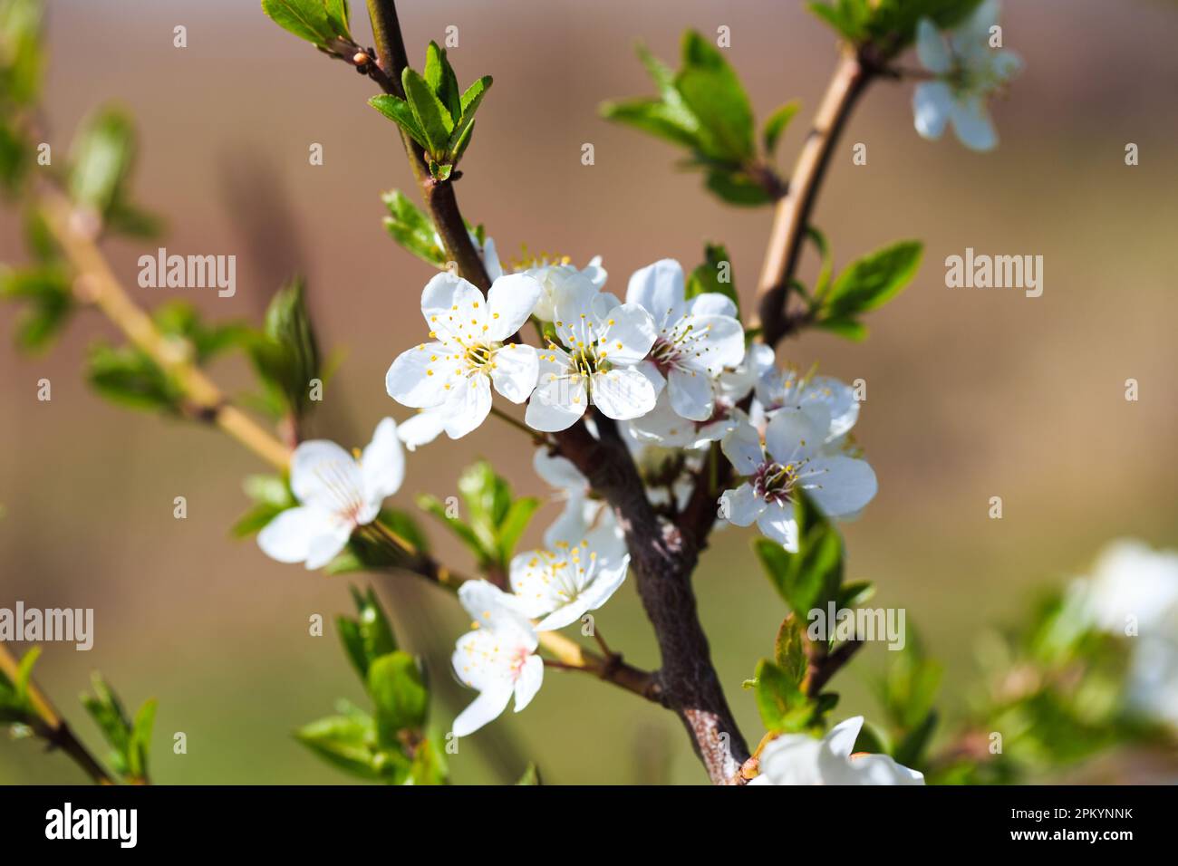 Blossom tree over nature background. spring flowers. spring background ...