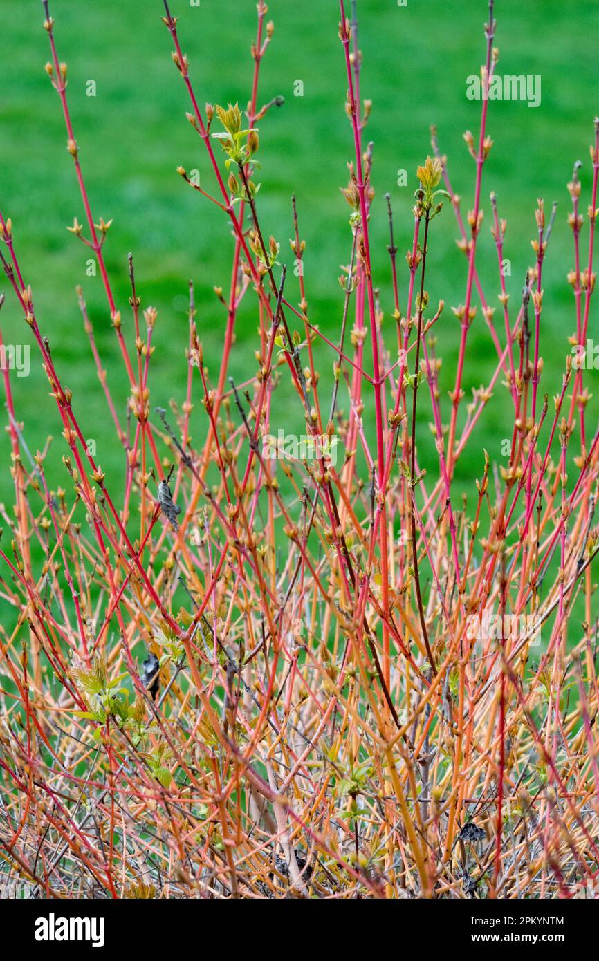 Winter, Orange, Stalks, Cornus sanguinea "Winter Beauty", Dogwood Stock ...