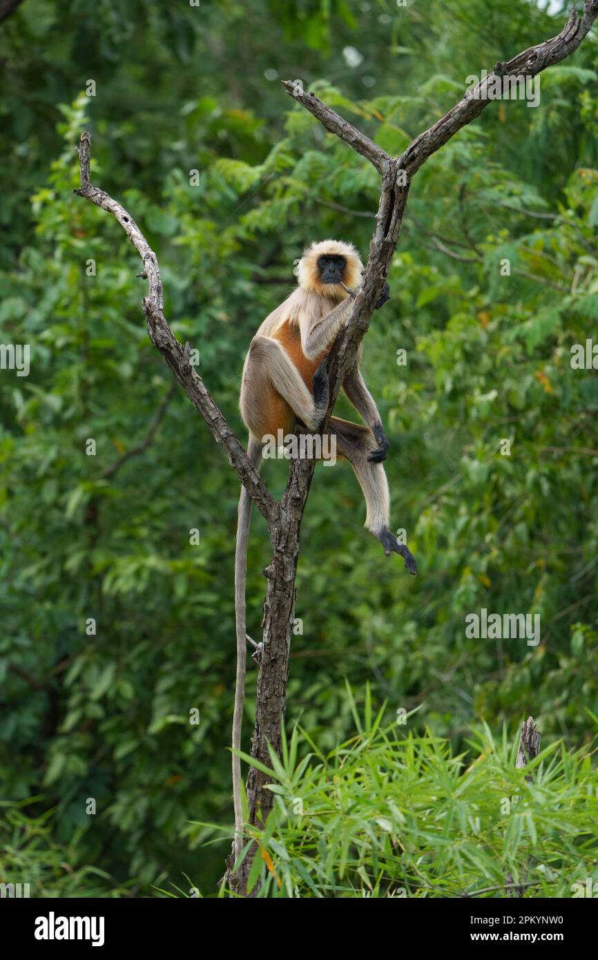 Gray langur on a tree. A high point to see predators and see any ...