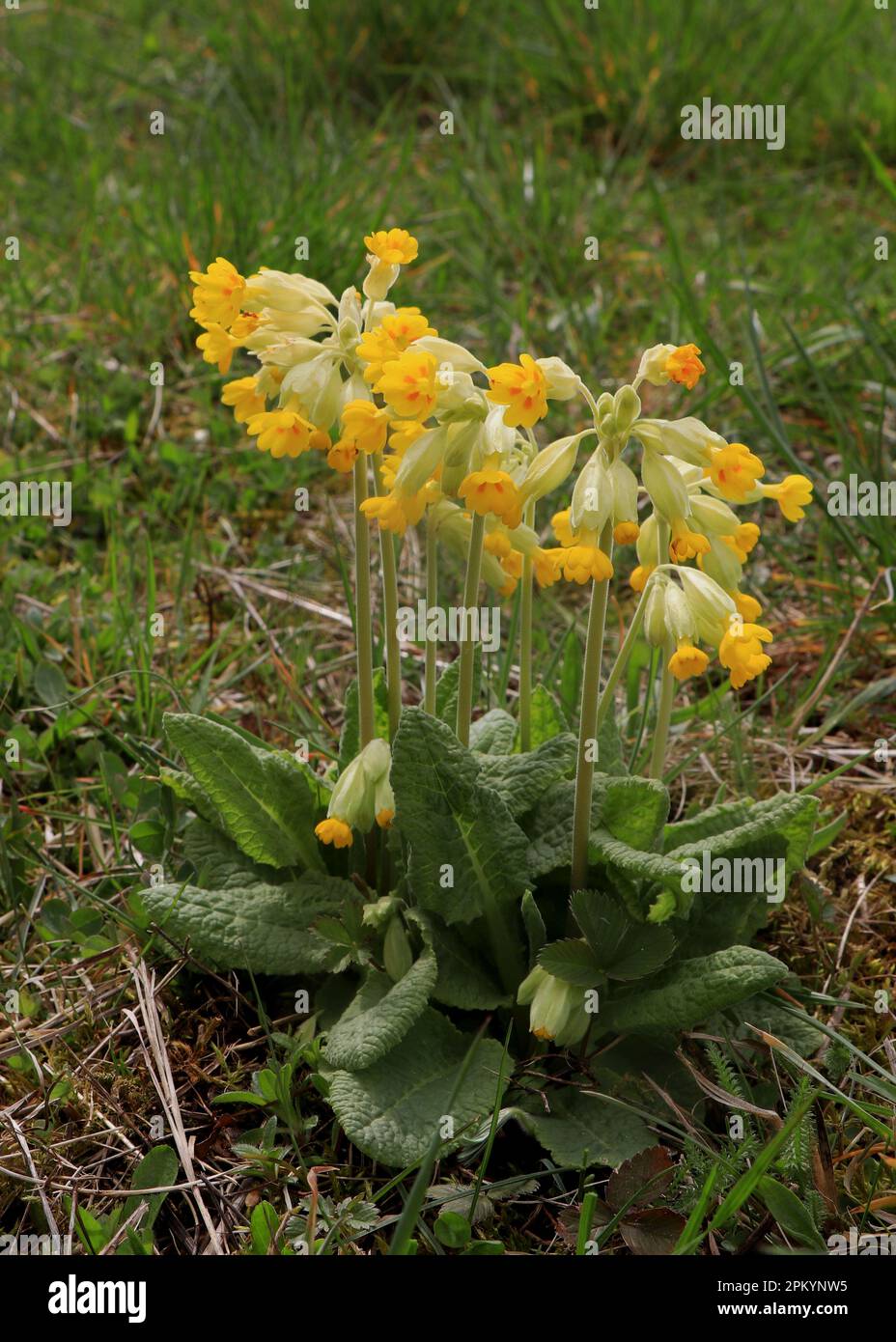 Blooming flowers Primula officinalis in nature Stock Photo - Alamy
