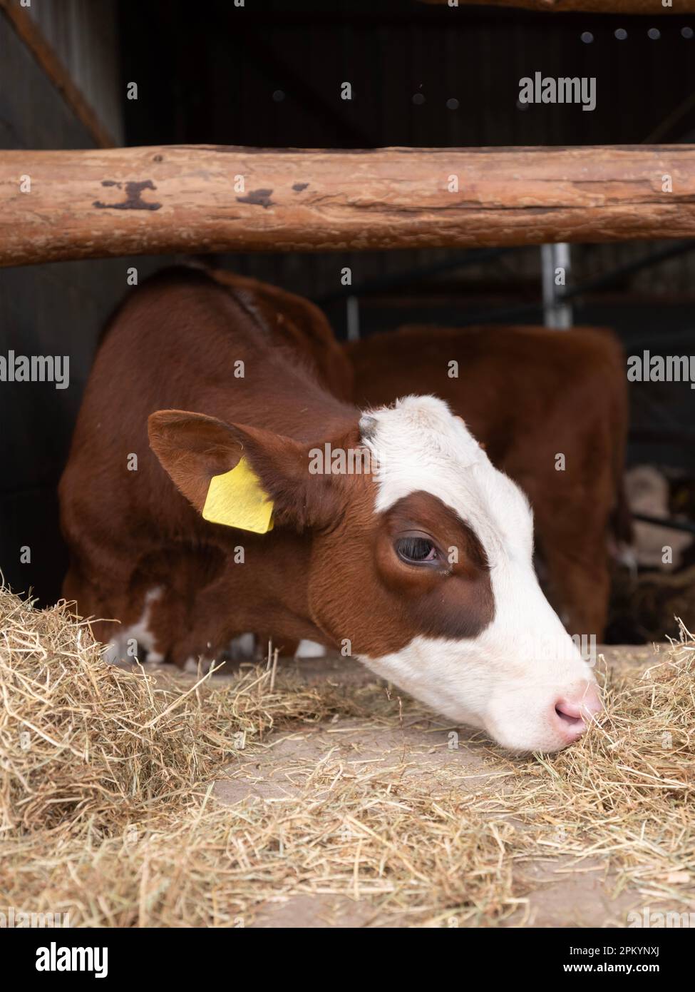 young hereford calf in half open stable Stock Photo - Alamy
