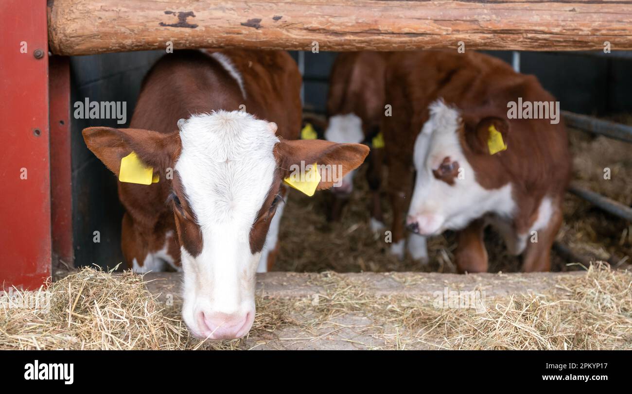 young hereford calves in half open stable Stock Photo - Alamy