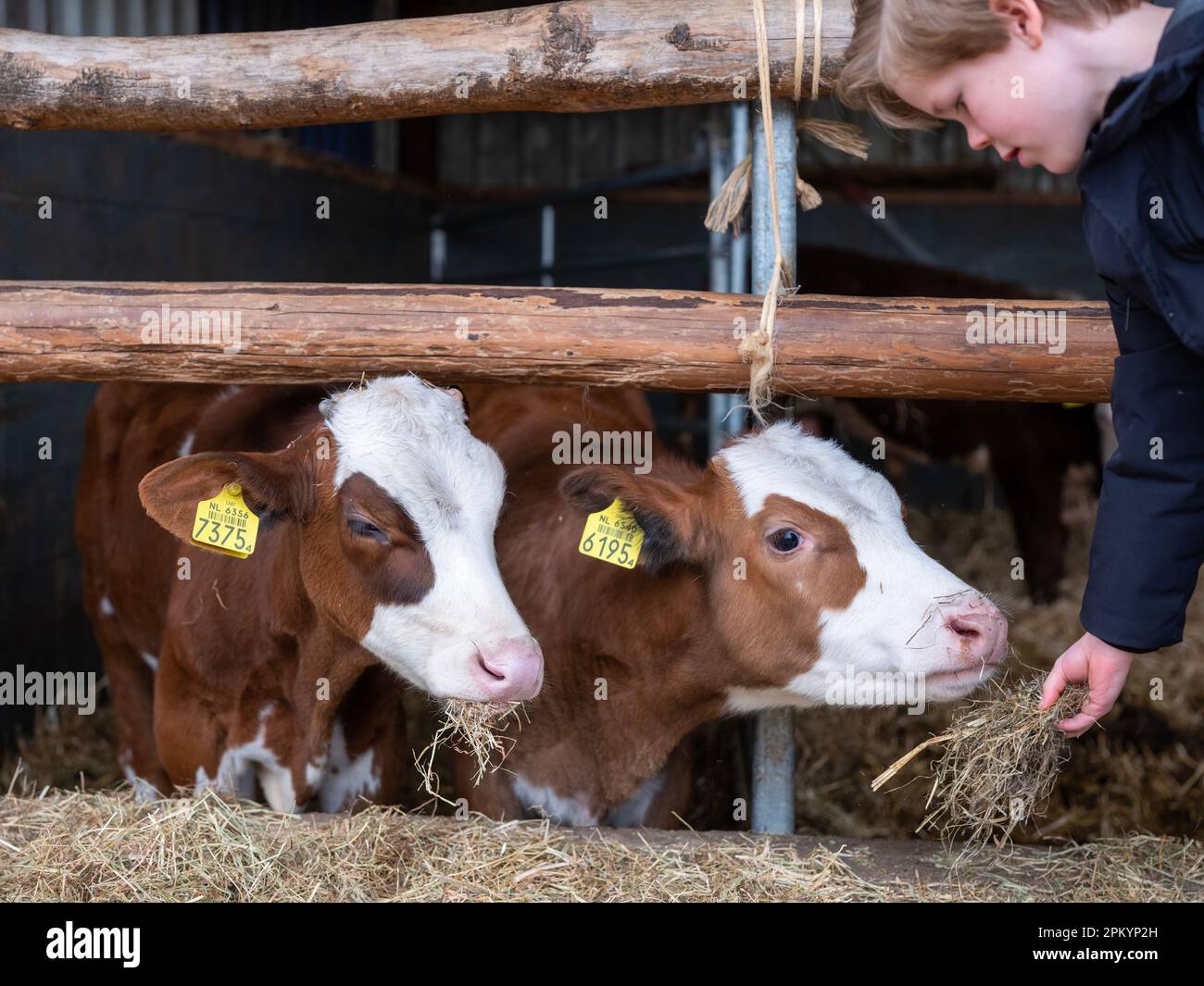 young boy feeds hereford calves hay in open barn Stock Photo - Alamy