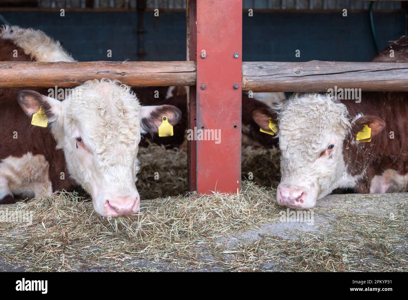 young hereford bulls in half open stable Stock Photo - Alamy