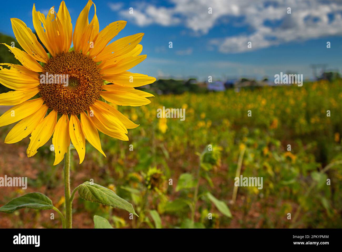 Goias, Goias, Brazil – April 06, 2023: Close-up on a flower in a ...