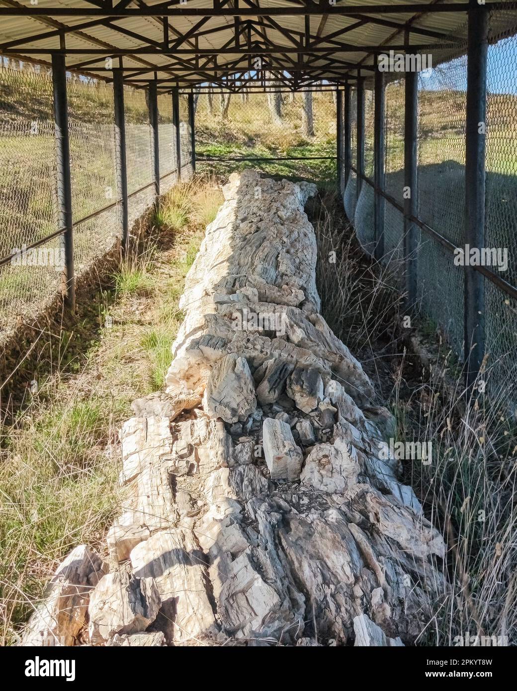 Fossilized trunk in the oldest fossil forest Lefkimi and Fylakto Evros ...