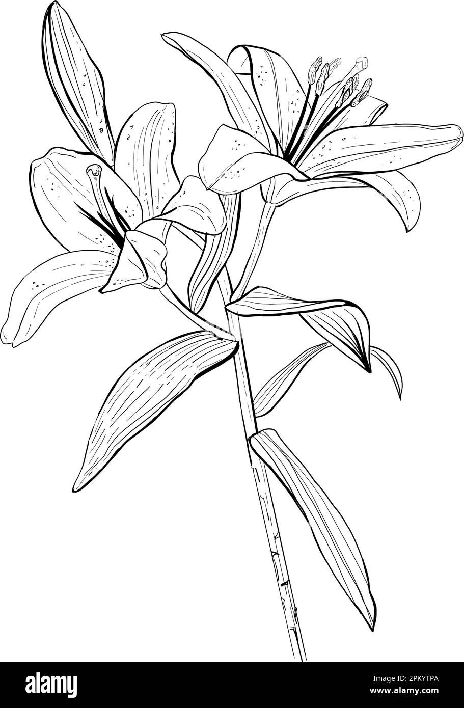 Tiger Lily Flower Drawing Outline Vector Illustration Of Lily Flower