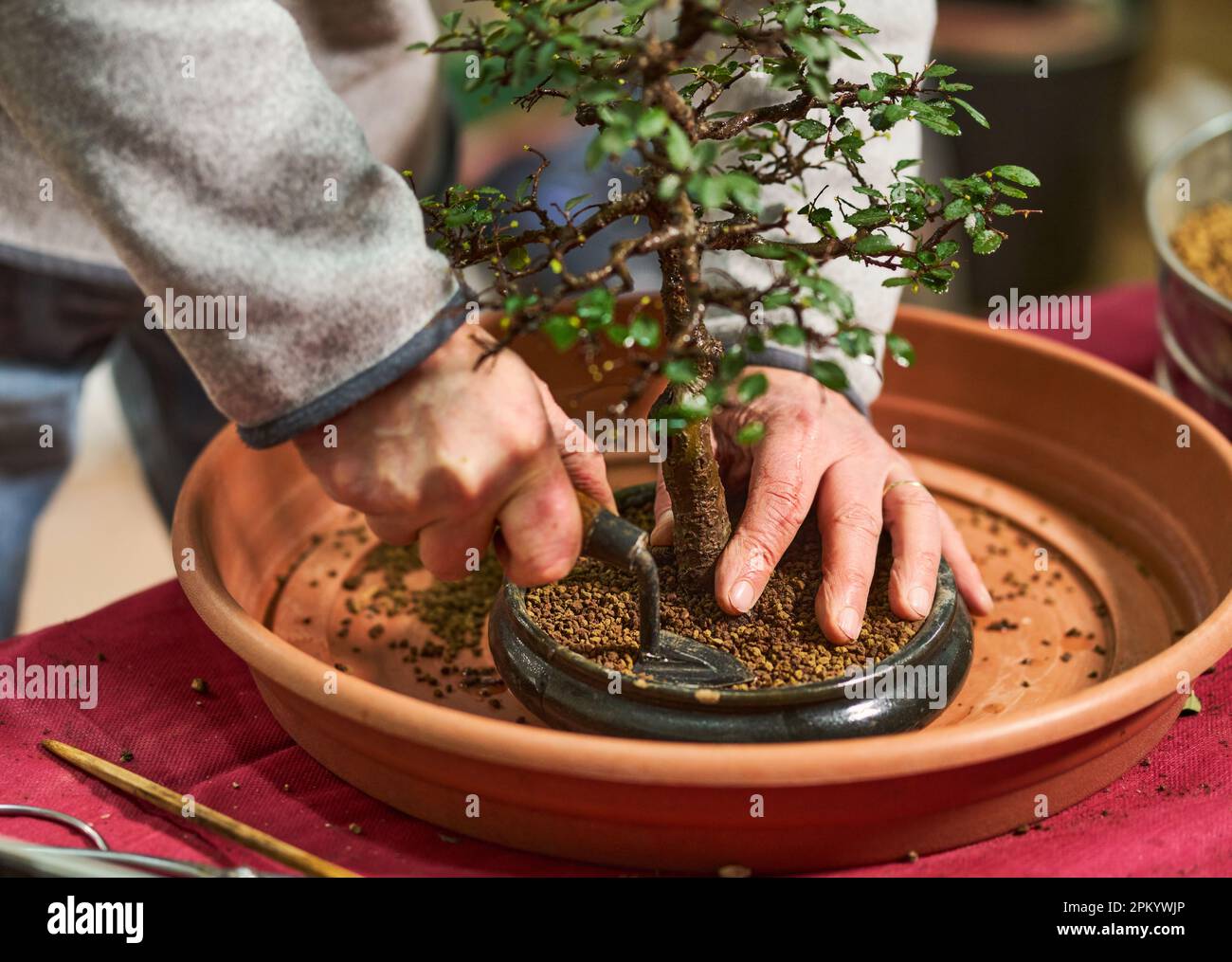 Unrecognizable bonsai artist pressing fertile soil in ceramic pot while ...