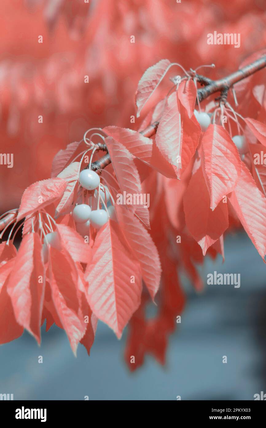 Bright infrared leaves on cute plant near Stock Photo - Alamy