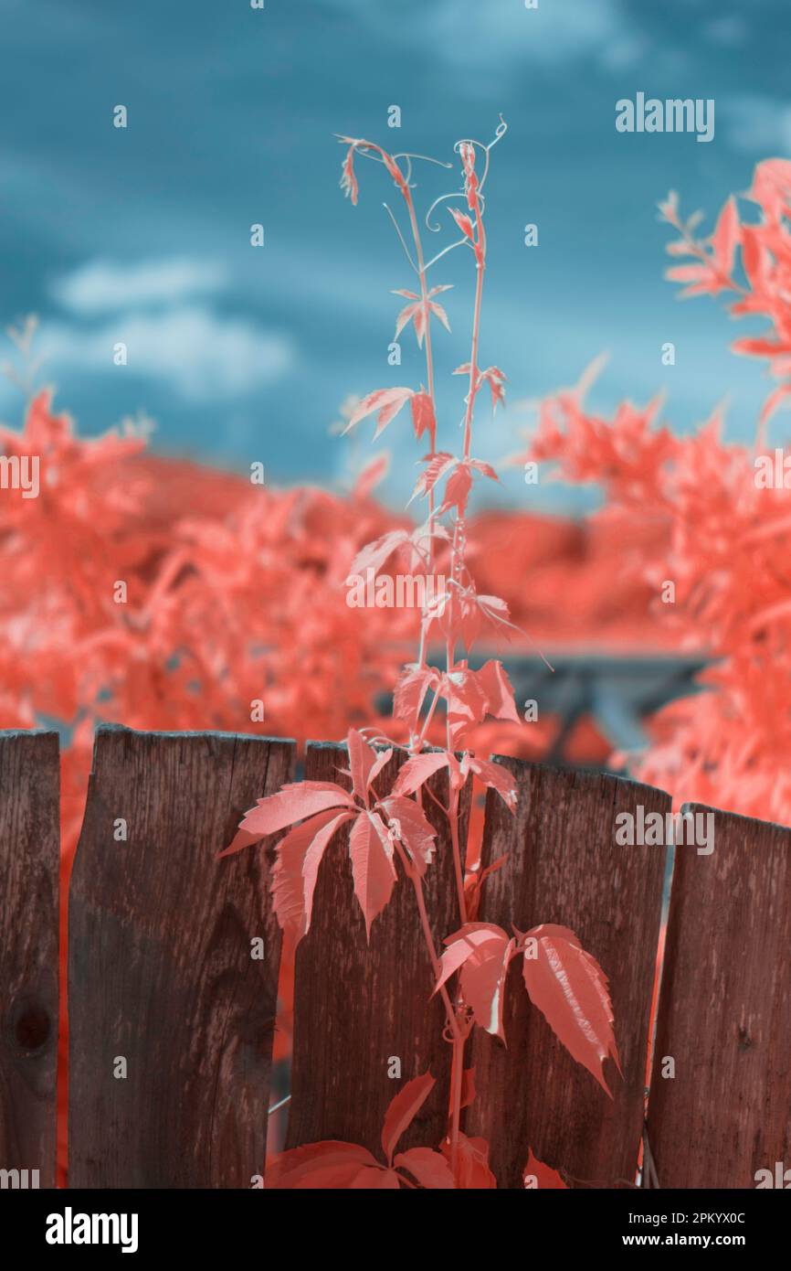 Bright infrared leaves on cute plant near wooden fence on suburban ...
