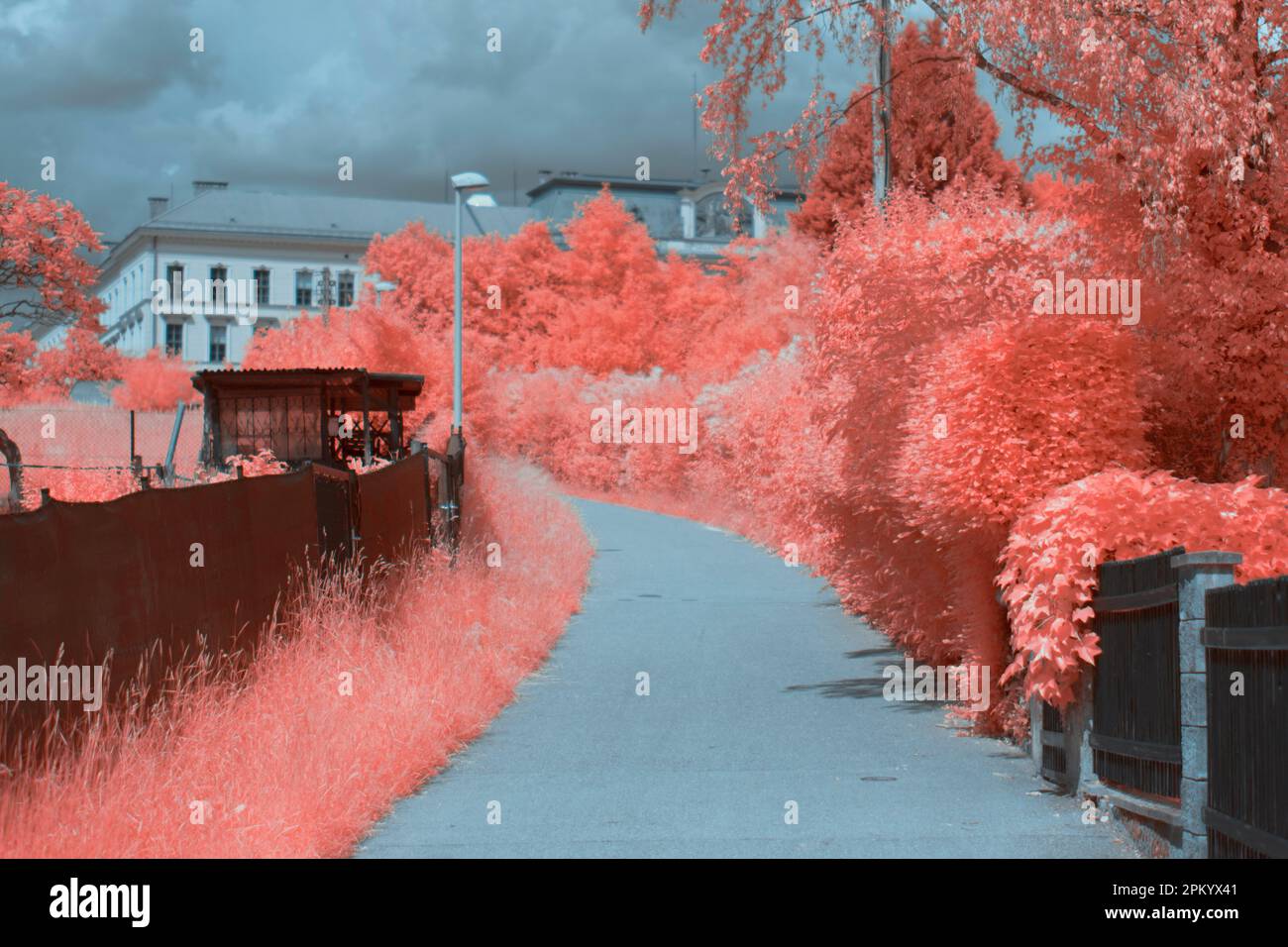 Beautiful view of infrared trees on sides of asphalt road on quiet ...