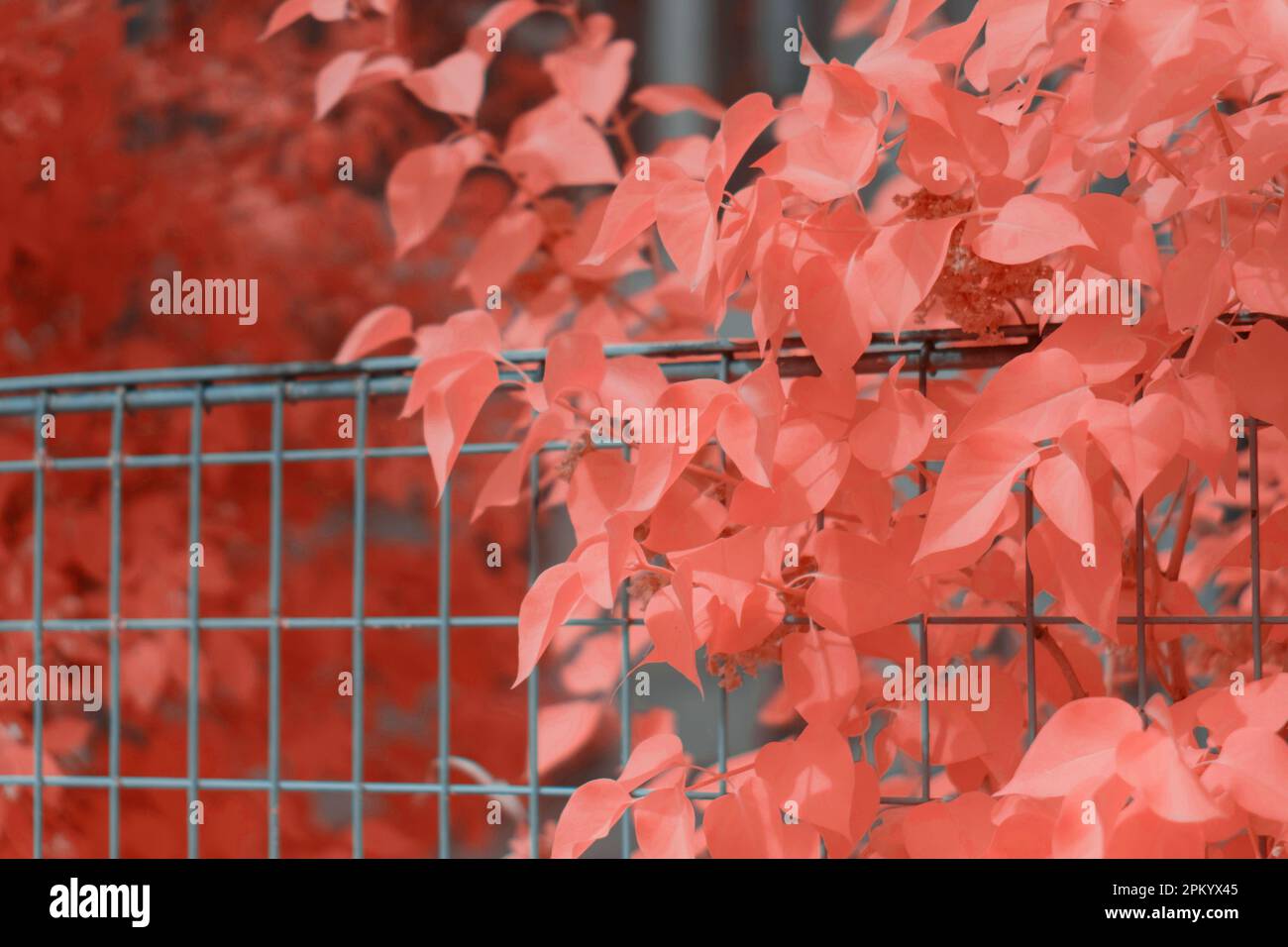 Bright infrared leaves on cute plant near wooden fence on suburban ...