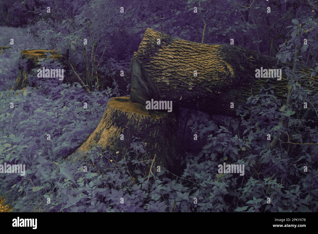 Different plants growing on land Stock Photo - Alamy