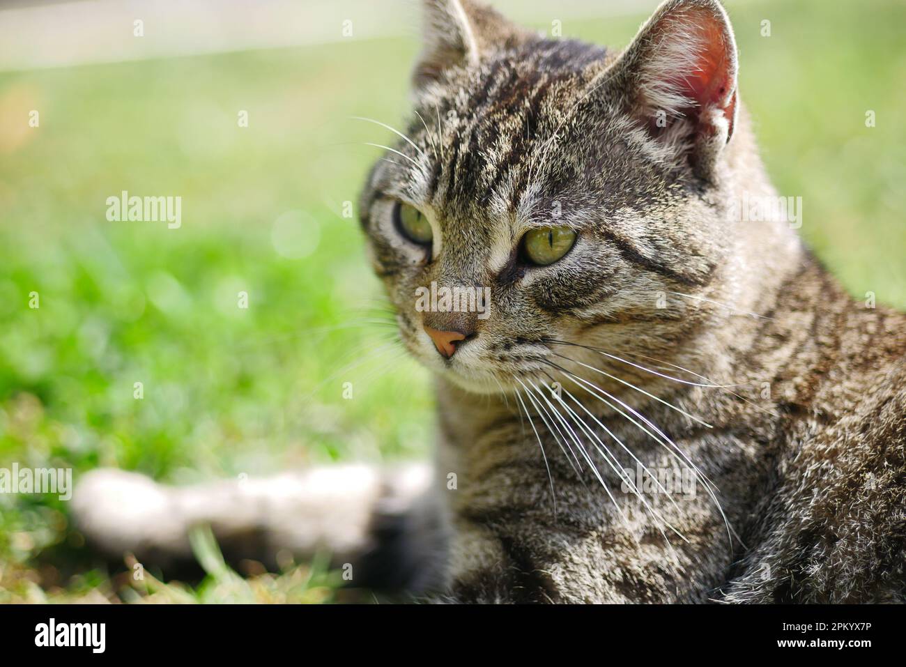 red cat looking around outdoor Stock Photo - Alamy