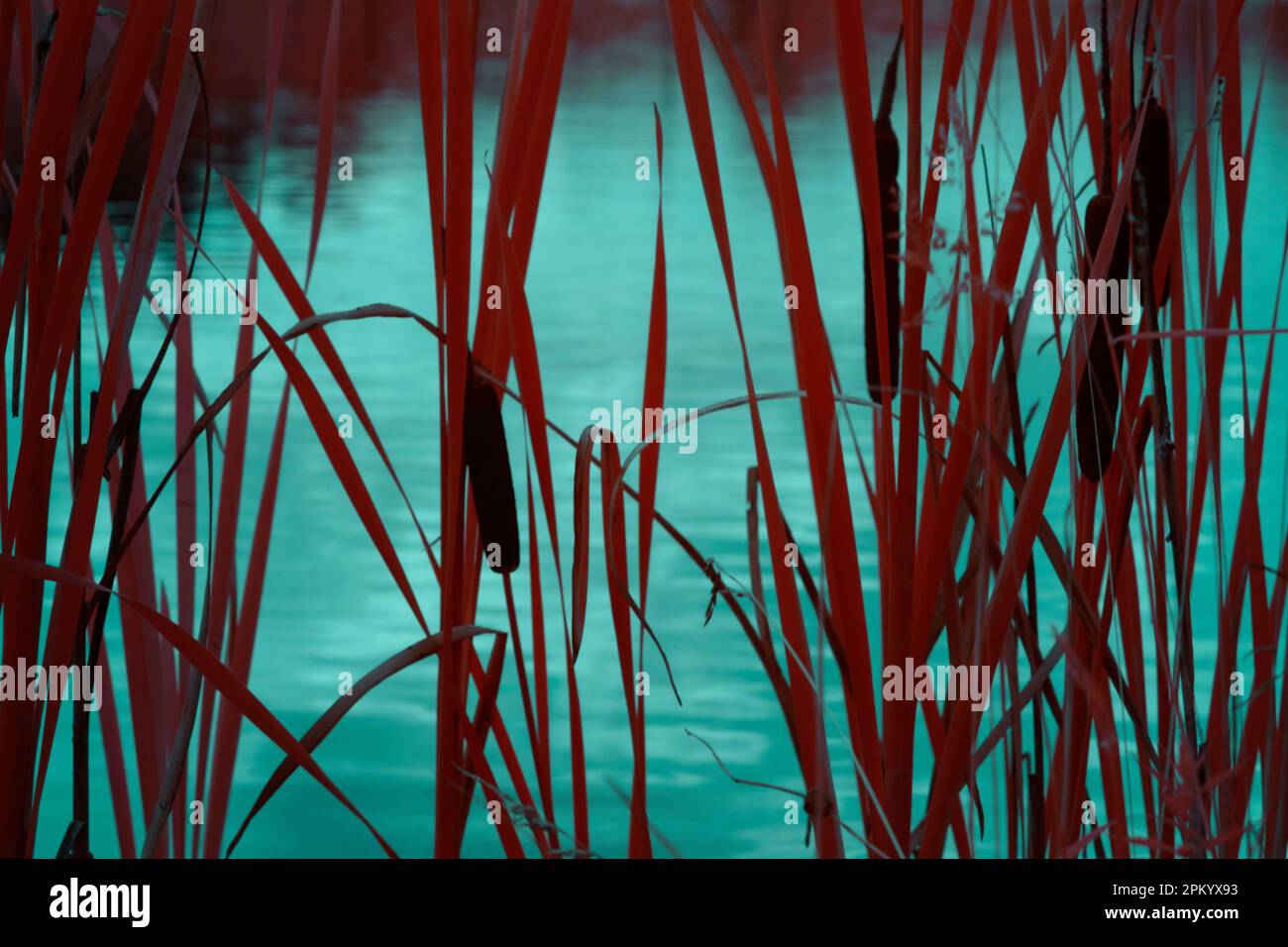 Reeds growing near water Stock Photo - Alamy