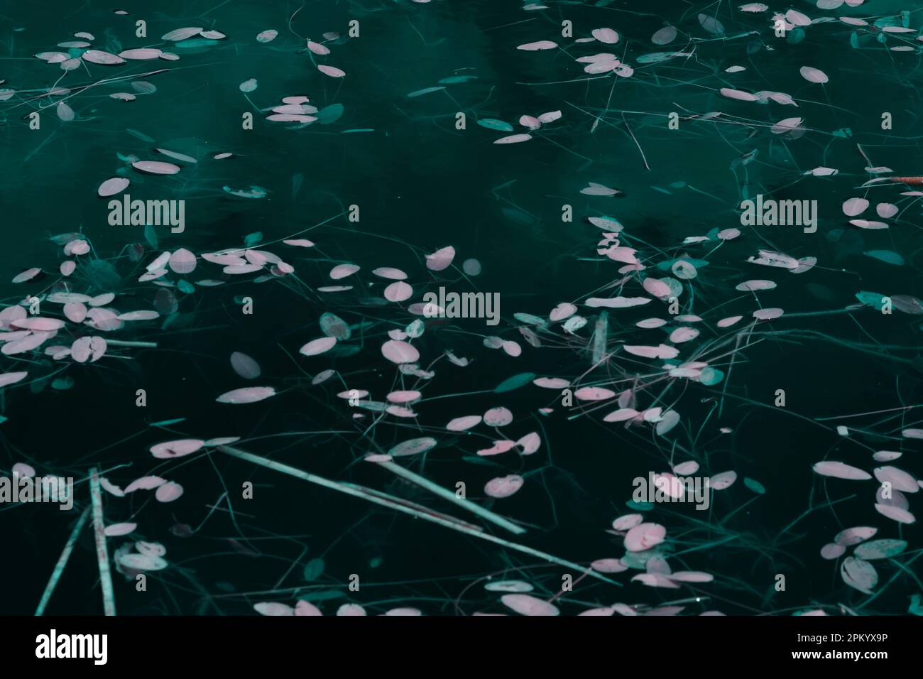 Water grass floating in lake Stock Photo - Alamy