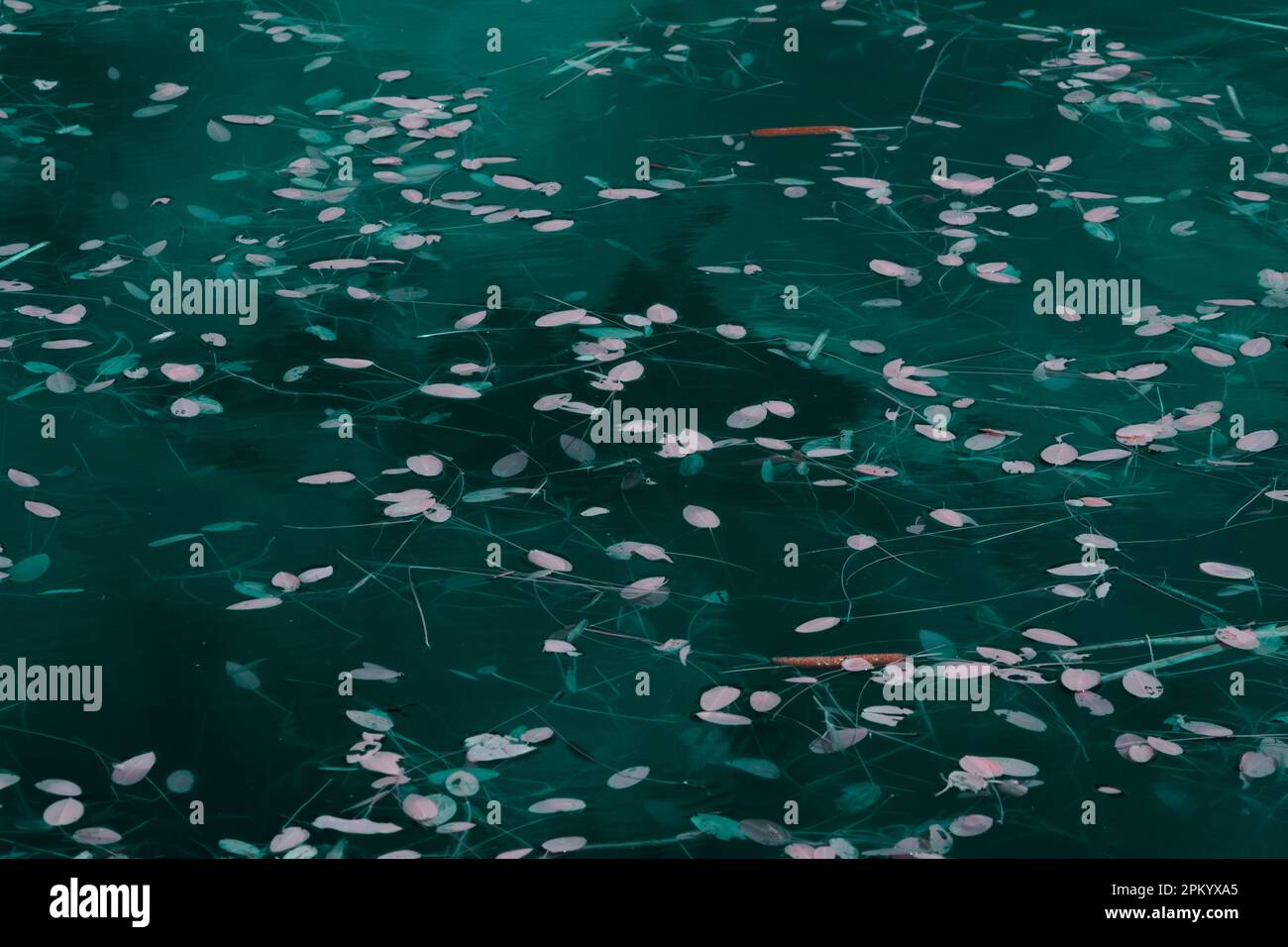 Water grass floating in lake Stock Photo - Alamy