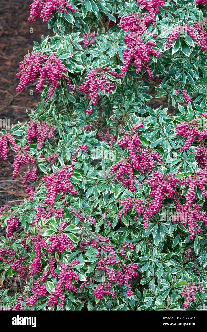 Lily of the Valley Shrub, Pieris japonica "Ralto Stock Photo - Alamy