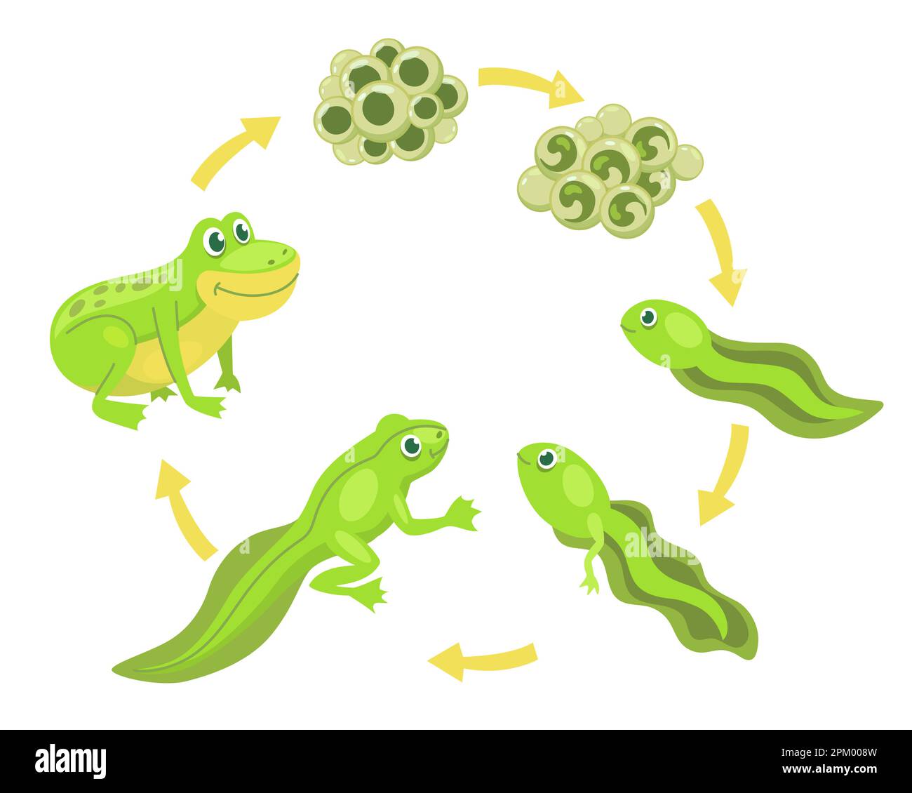 Funny frog cartoon character life cycle vector illustrations set Stock ...