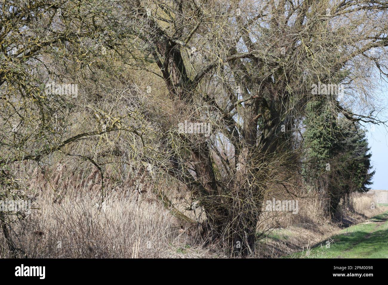 Tree that has grown more in Width Stock Photo - Alamy