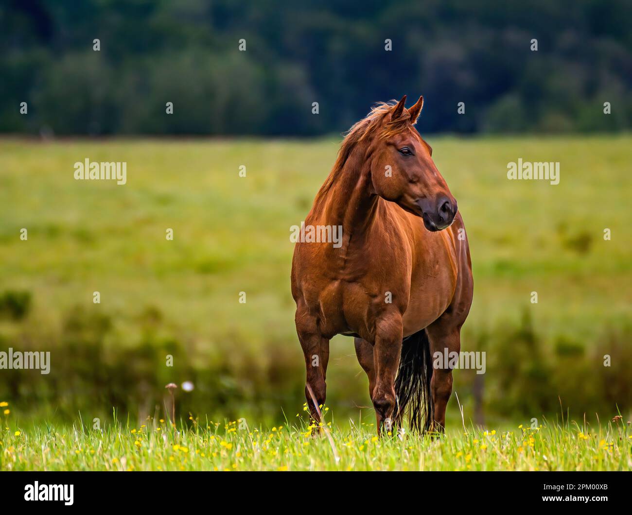 American quater horse hi-res stock photography and images - Alamy
