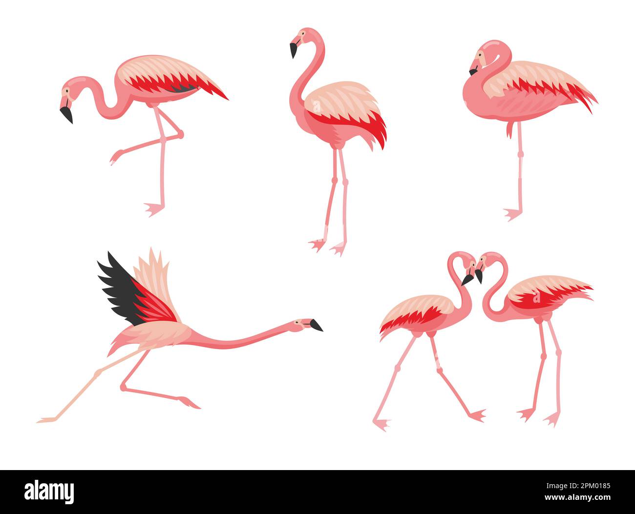 Flamingo eating Stock Vector Images - Alamy