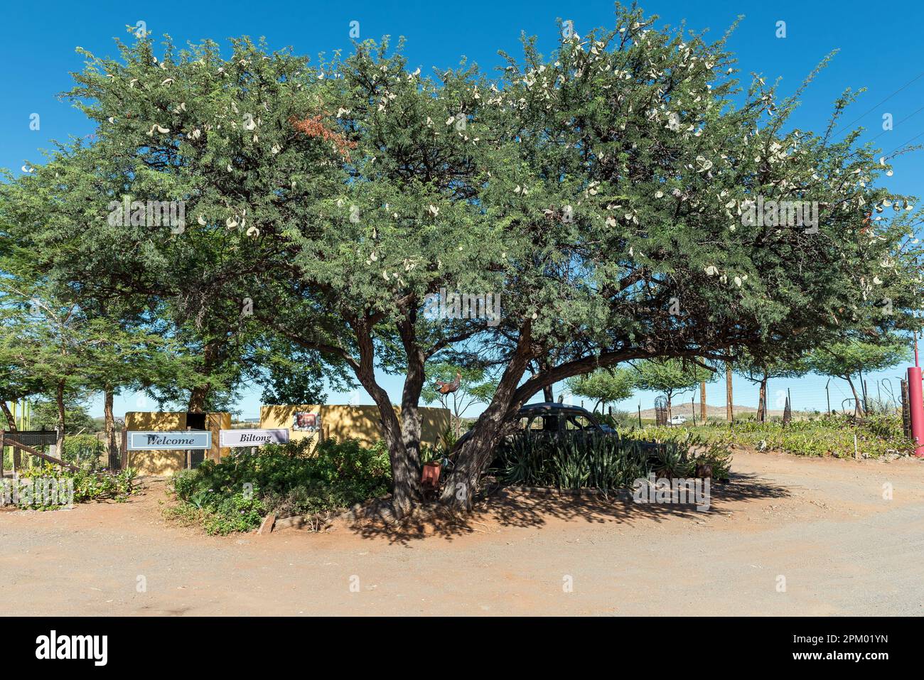 Cape thorn tree hi-res stock photography and images - Alamy