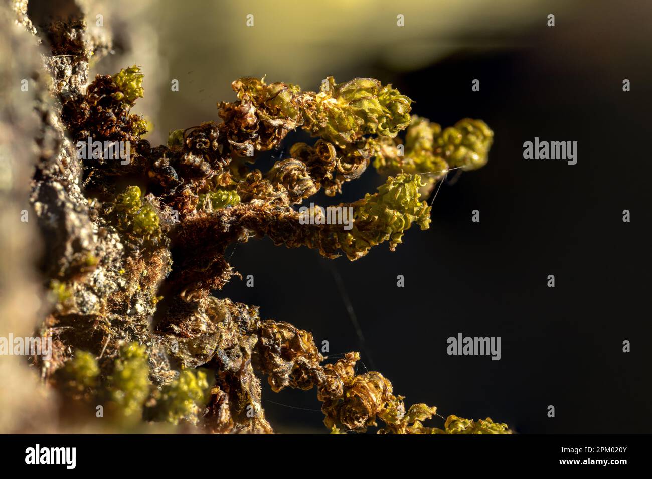 A close up of a white lichen on the bark of a tree in soft sunlight ...