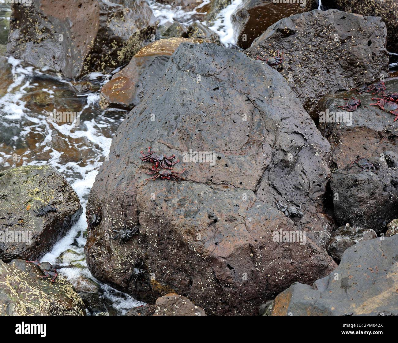 Grapsus adscensionis - Atlantic Rock Crab, Lanzarote. Taken February ...