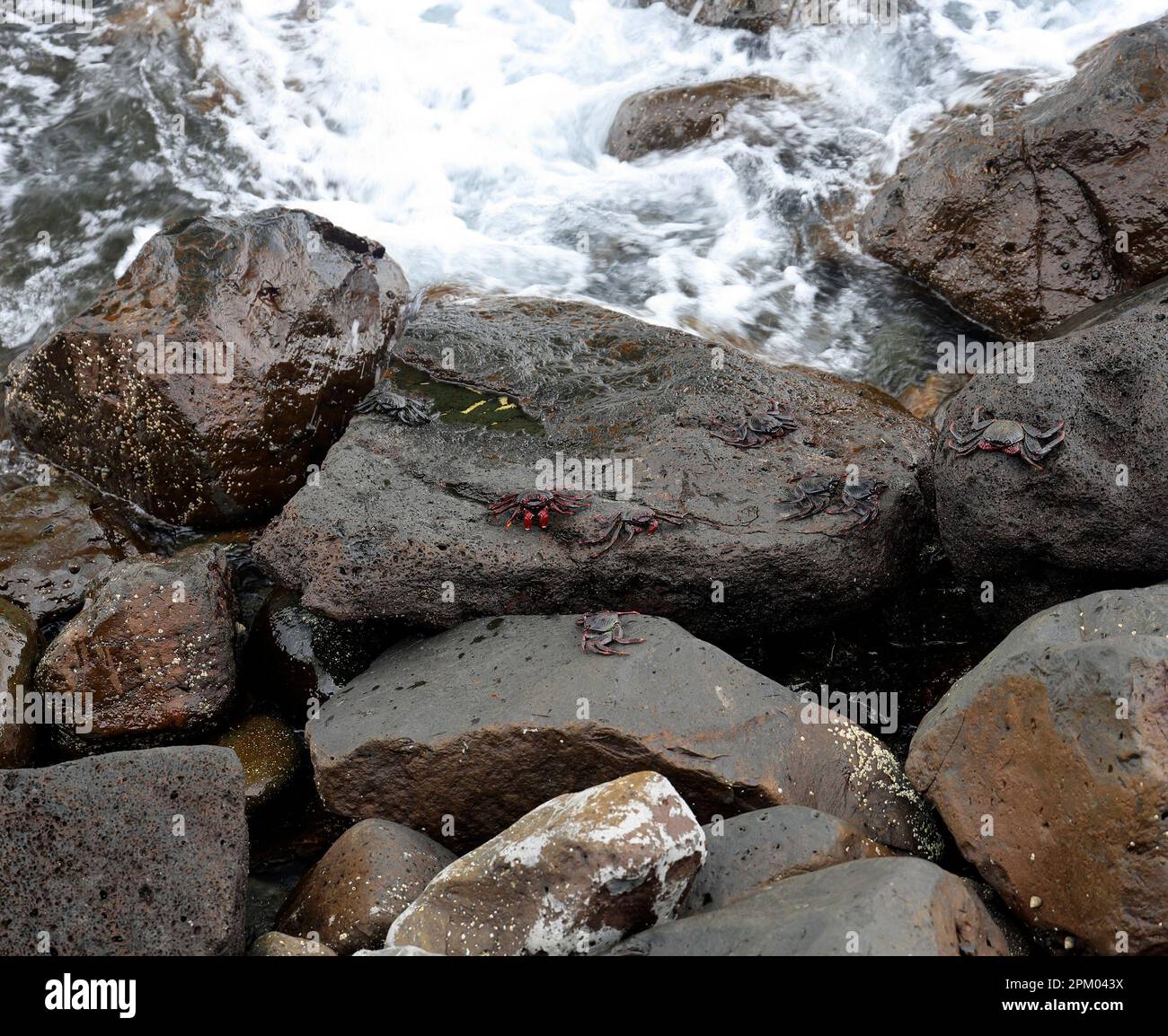Grapsus adscensionis - Atlantic Rock Crab, Lanzarote. Taken February ...