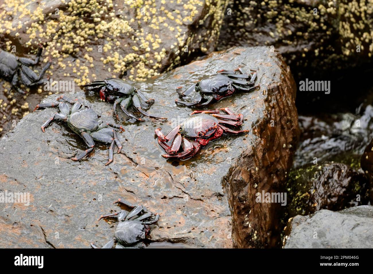 Grapsus adscensionis - Atlantic Rock Crab, Lanzarote. Taken February ...