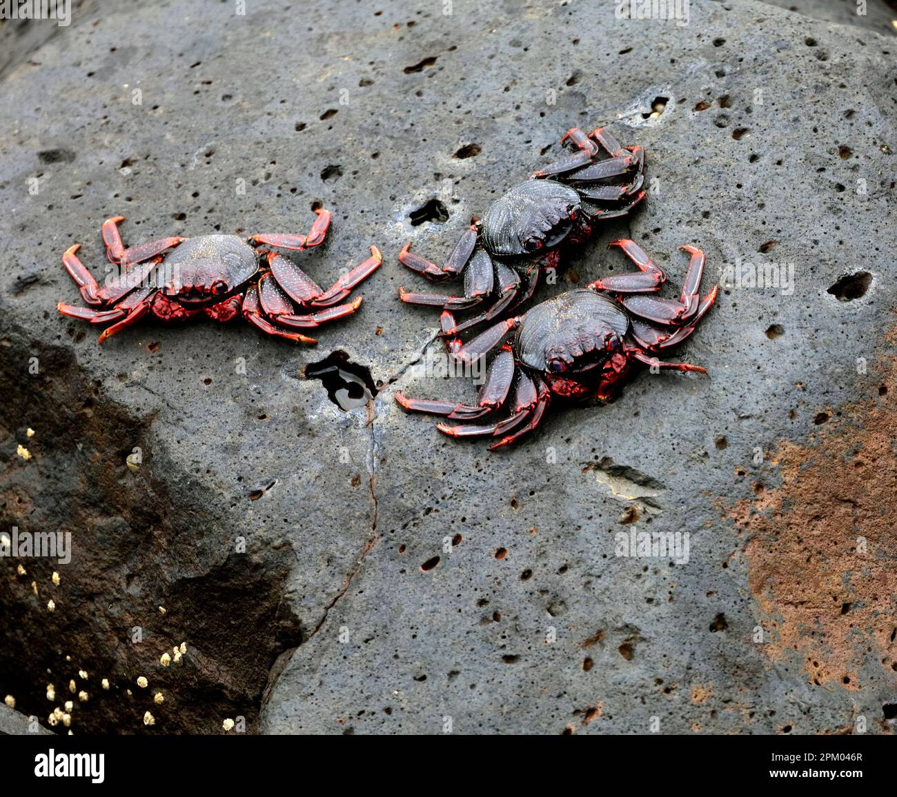 Grapsus adscensionis - Atlantic Rock Crab, Lanzarote. Taken February ...