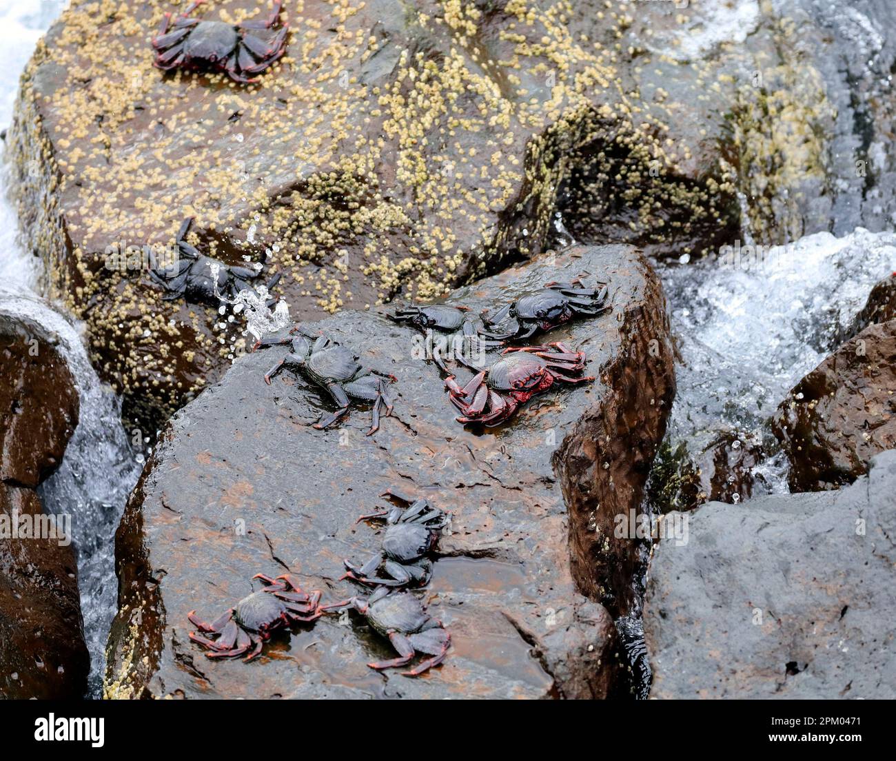 Grapsus adscensionis - Atlantic Rock Crab, Lanzarote. Taken February ...